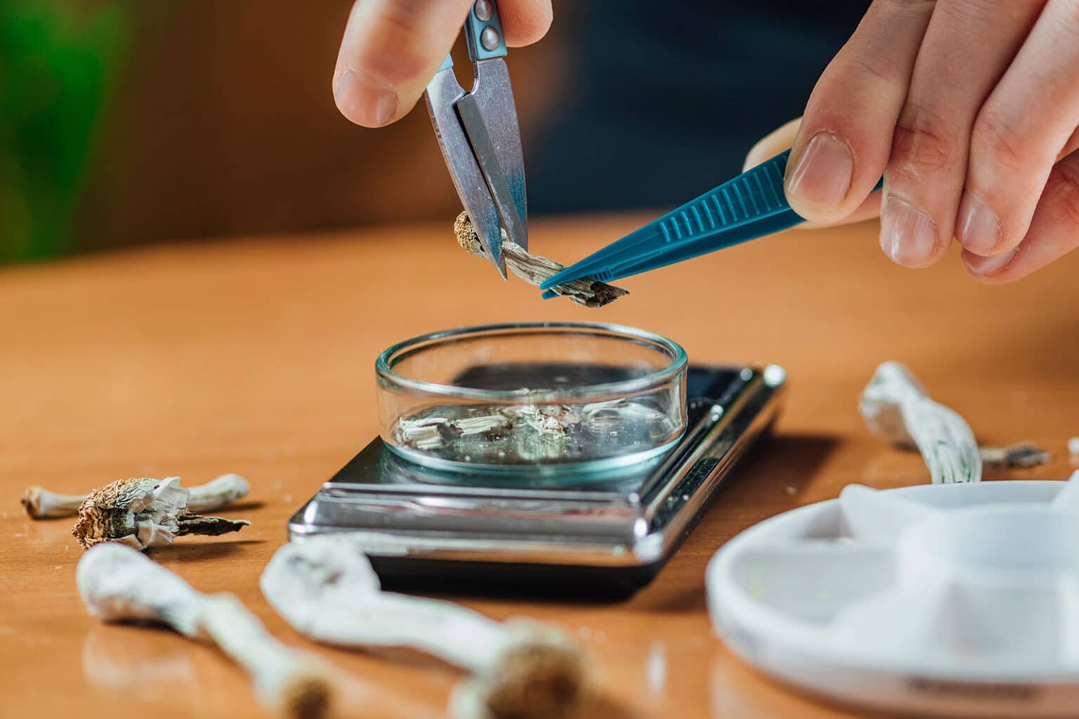 How Much Is a Gram of Shrooms? - Long Island Treatment Center