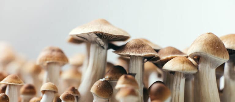 How Much Is a Gram of Shrooms? - Long Island Treatment Center