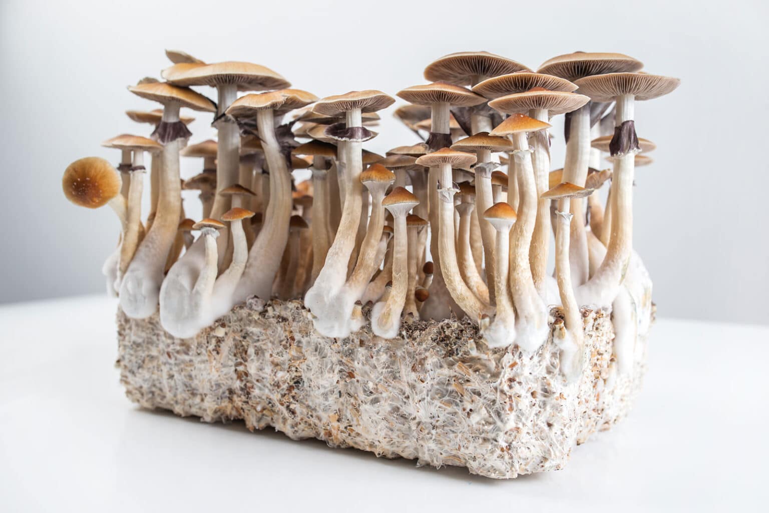 How Much Is a Gram of Shrooms? - Long Island Treatment Center